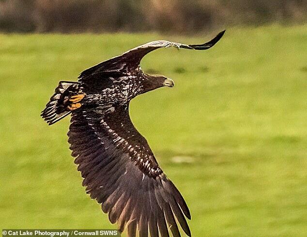 White-tailed eagles return to the skies: UK's largest bird of prey ...