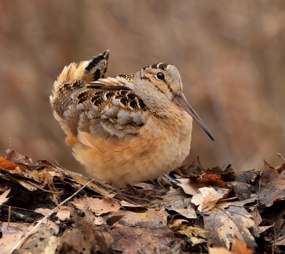 Dirty Birds: 12 Slightly Inappropriate Bird Names - NewsBreak