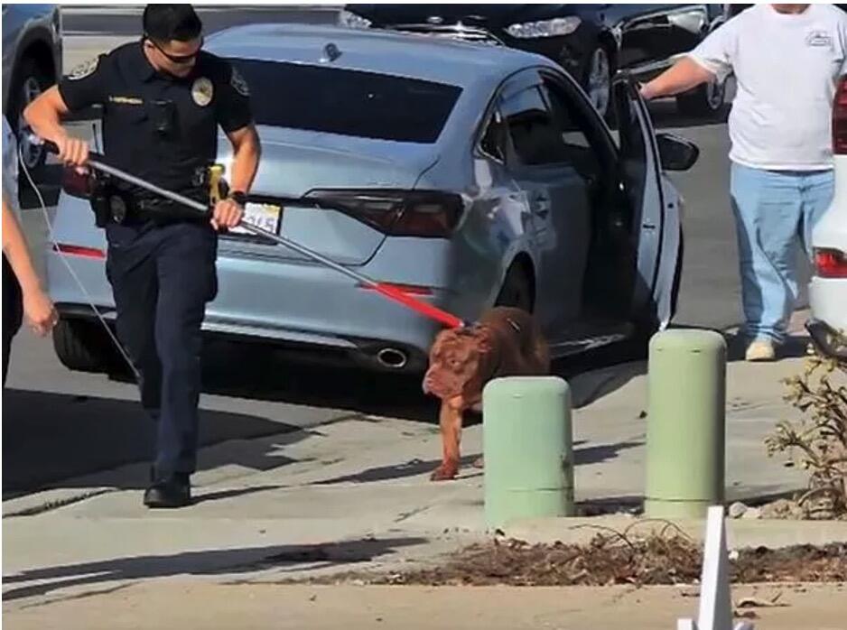 XL Pit Bulls Kill Owner, 26, in San Diego Park as Son Watches – Where ...
