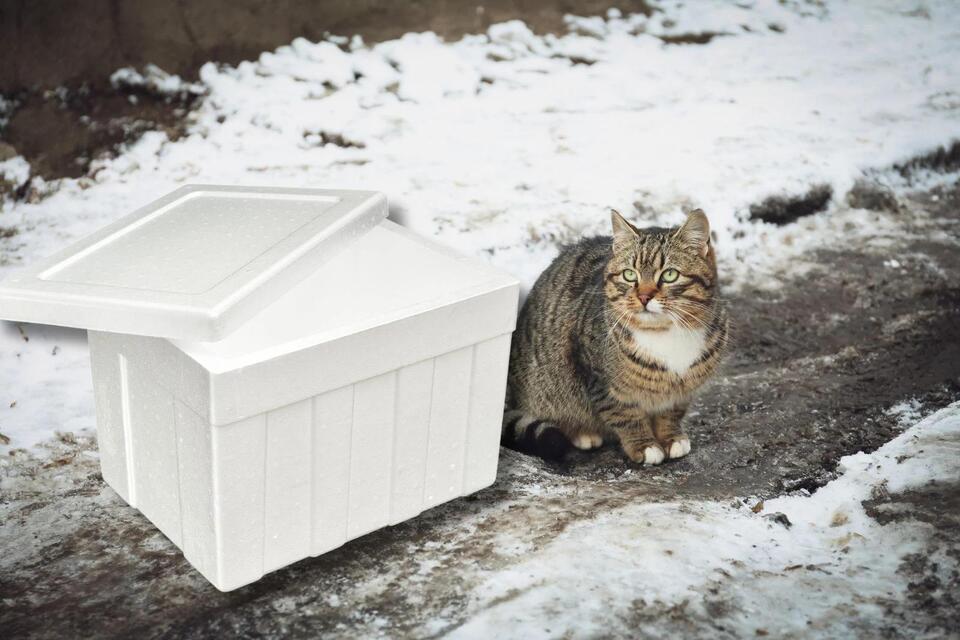 Build a Simple Cooler Shelter to Protect Outdoor Cats - NewsBreak