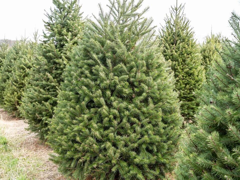 How to Keep Your Douglas Fir Christmas Tree Alive and Thriving All ...