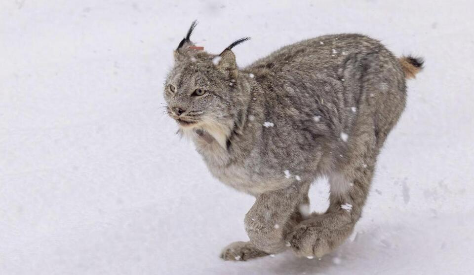 Fifth and Final Year of Lynx Reintroduction Marks a Historic Milestone ...