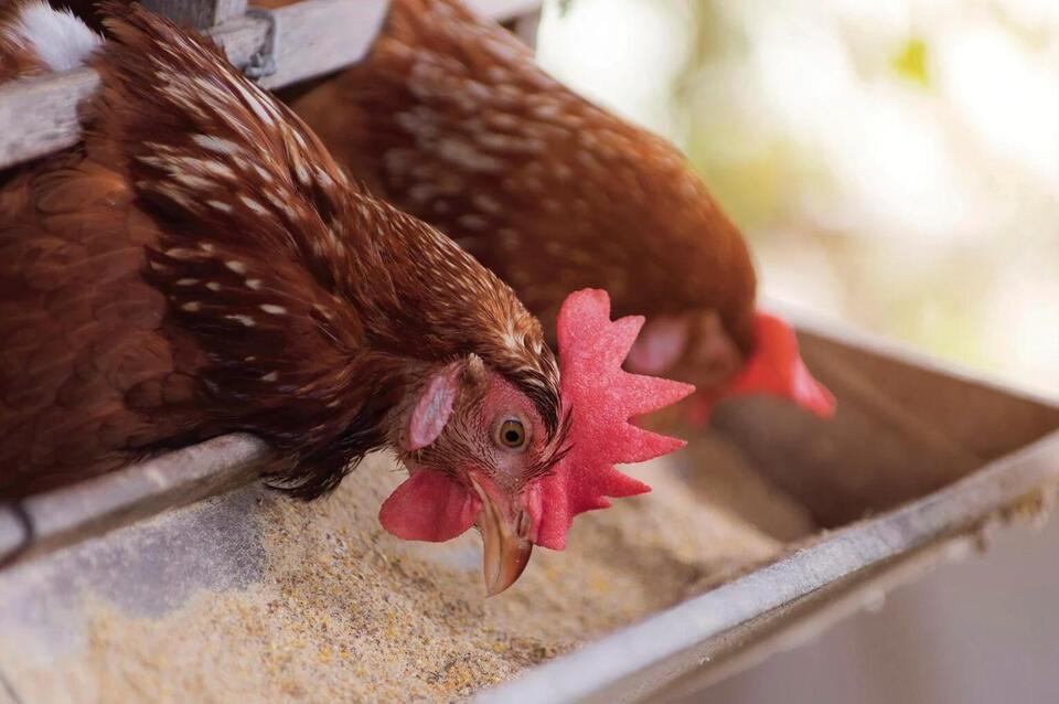 Bird flu detected in 6 Iowa counties this month - NewsBreak
