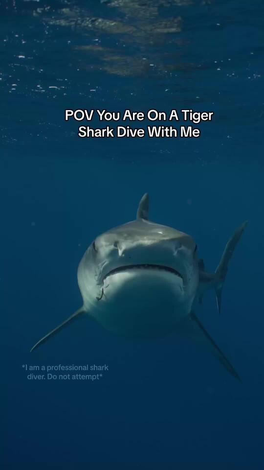 shark tigershark tiger ocean dive sharkdive sharkbite sharkattack ...