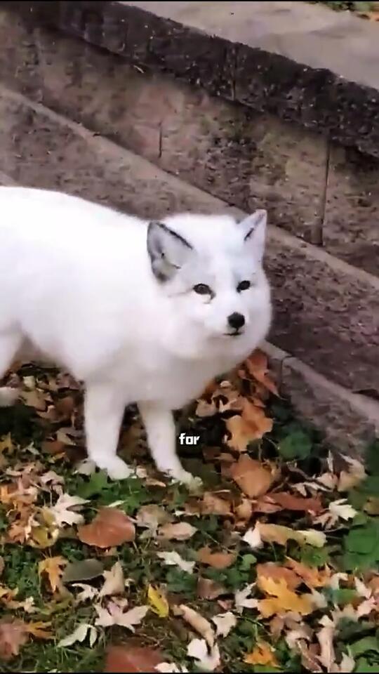 A woman saw a white fox in her yard. Watch what happened next ...