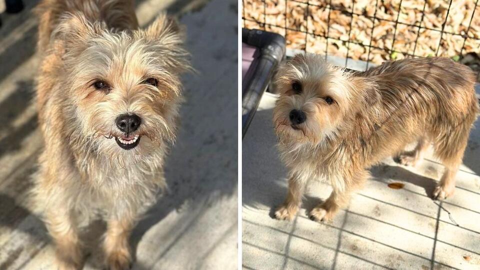 Meet The 12lb Little Dog Who Was Found On Streets Still Looking For ...