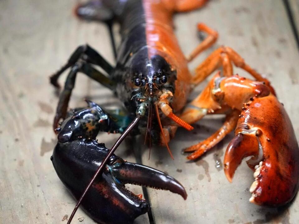 Just how rare is a rare-colored lobster? Scientists say answer could be ...