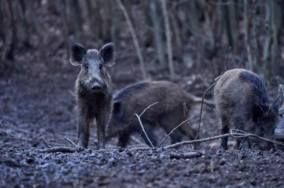 Feral Hogs in Arizona: Where Do They Roam and Are They Dangerous ...