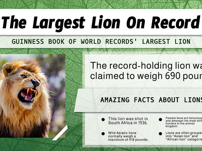 Discover the World’s Largest Lions