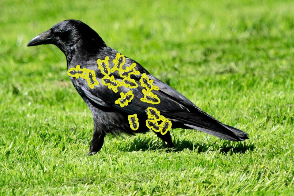 If You See a Bird in Michigan Covered in Ants, Leave it Alone - NewsBreak