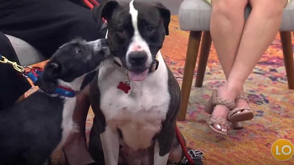 Meet adoptable dogs and support Oklahoma Ruff Refuge's mission to end ...