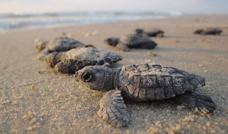 Tips to Keep Siesta Key’s Nesting Turtles Safe - NewsBreak