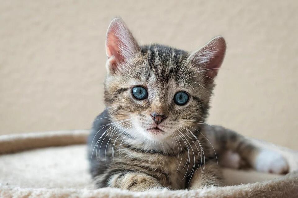 10 Things Cat Owners Do That Cats Secretly Love - NewsBreak