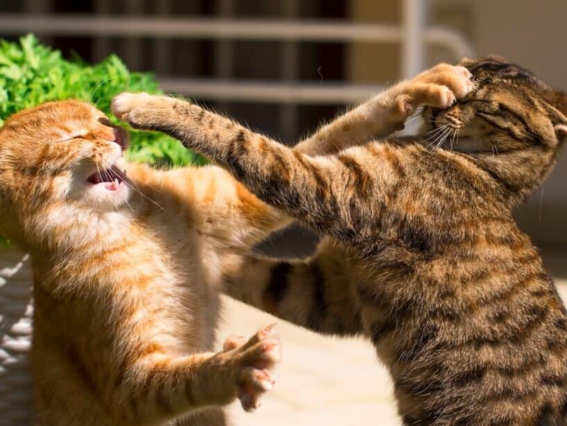 Why Do Cats Scream When Mating?