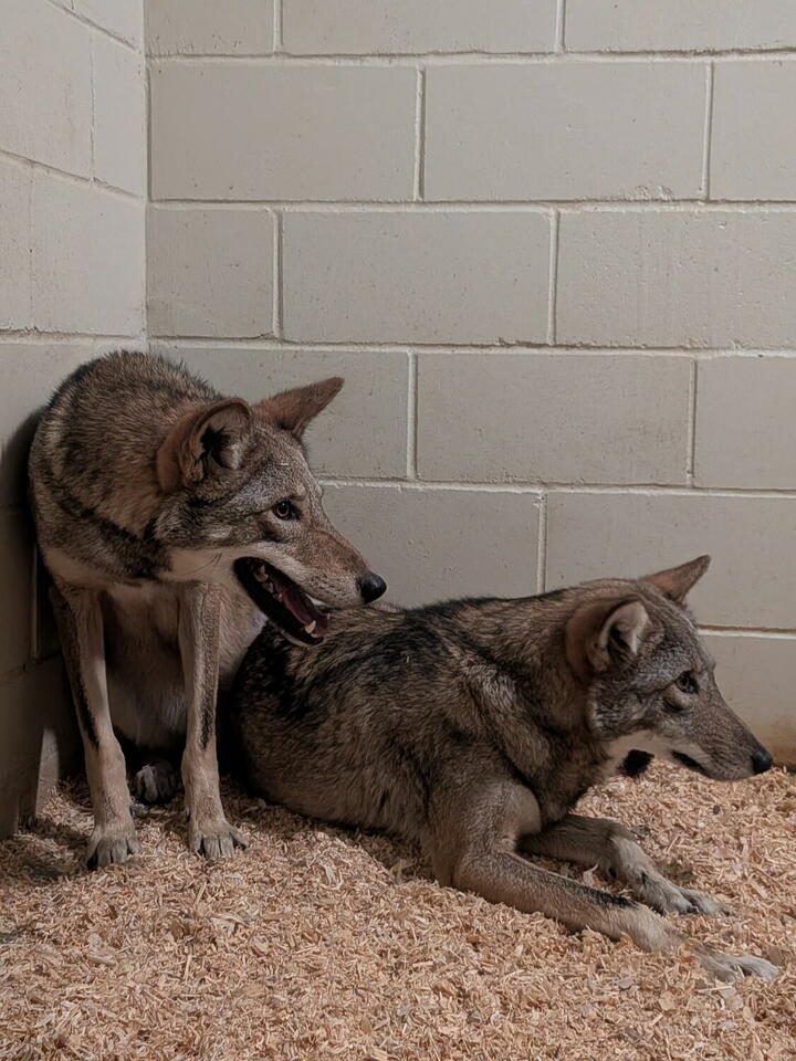 Two critically endangered red wolves join Alabama Gulf Coast Zoo ...
