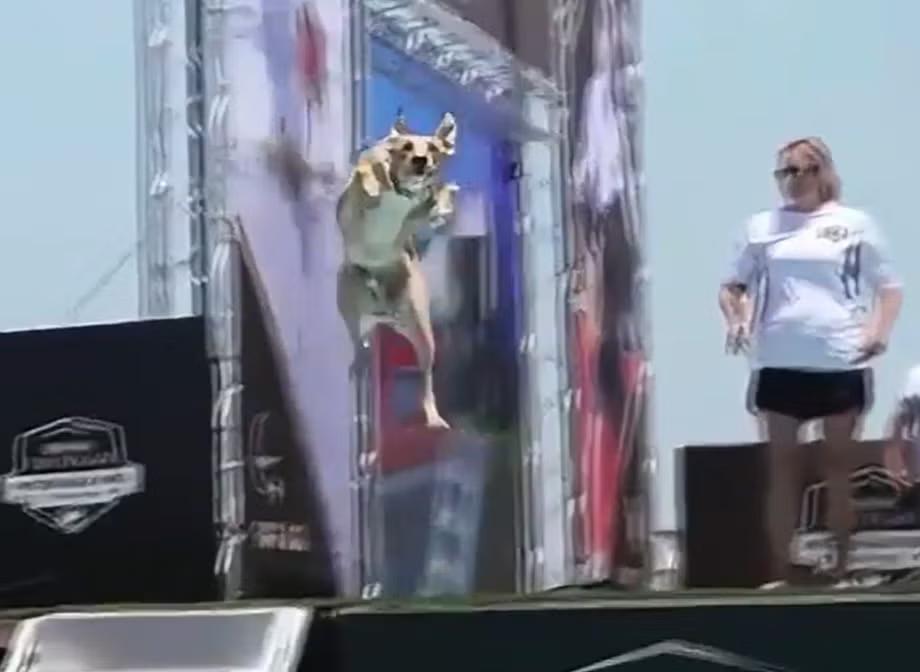 Incredible Dog Challenge returns with canine athletes and new Prime ...