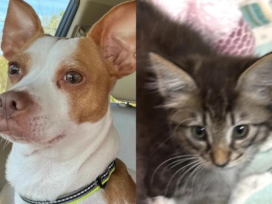 Humane Society Pets of the Week – May 16, 2024