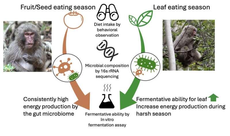 Adapting to a seasonal diet: How Japanese Macaque gut microbiomes ...