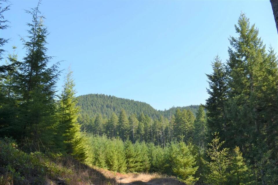 Fourth-generation Starker owners welcome new CEO to family forestry ...