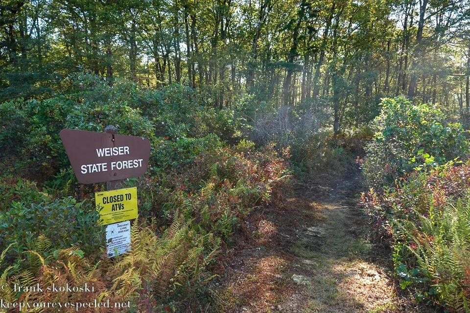 A Quiet Walk In The Beautiful Penn Forest Tract Of The Weiser State ...