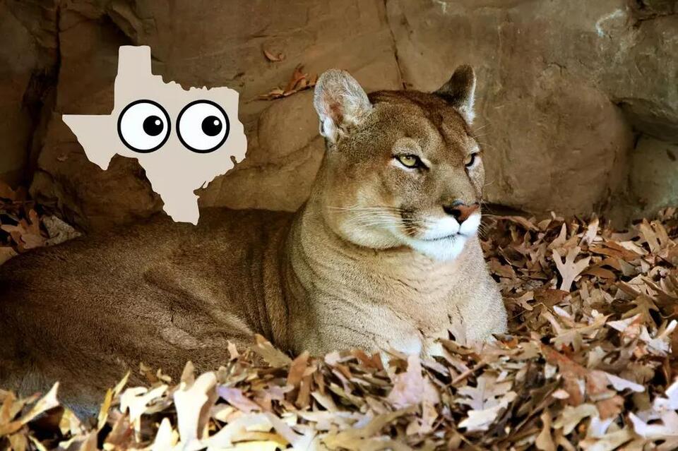 Texas Neighborhoods on Alert After Multiple Mountain Lion Sightings ...