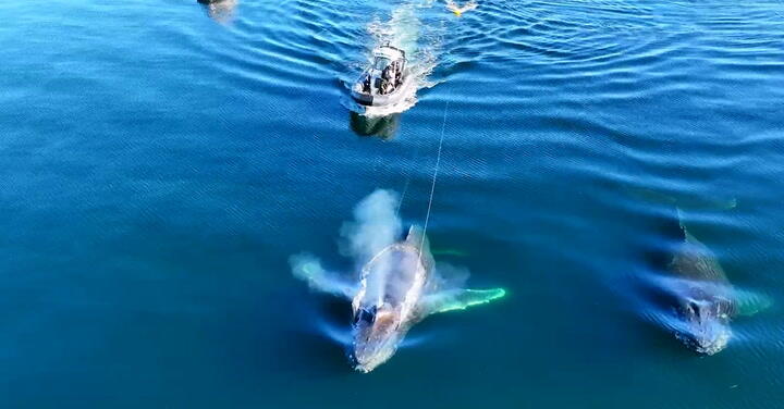 Humpback Whale Found Tangled In Fishing Ropes - TrendRadars