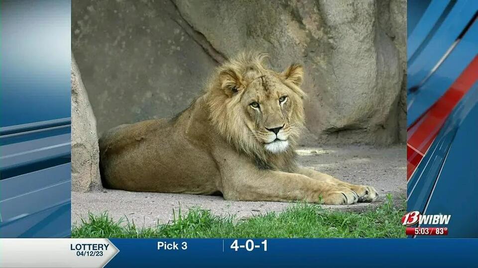Scientists left baffled after 18-year-old female lion grows a mane ...