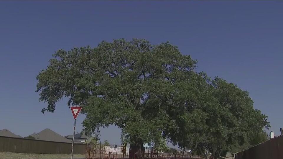 400-year-old tree in Kyle soon to be relocated; city approves nearly ...