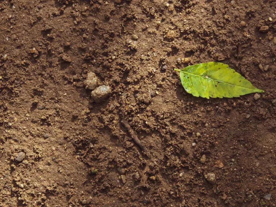 Soil Creatures Unlock Earth's Carbon Vault