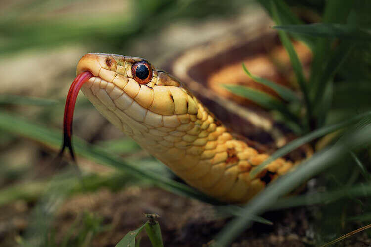 Why California chose a threatened reptile and a hardy shrub as its ...