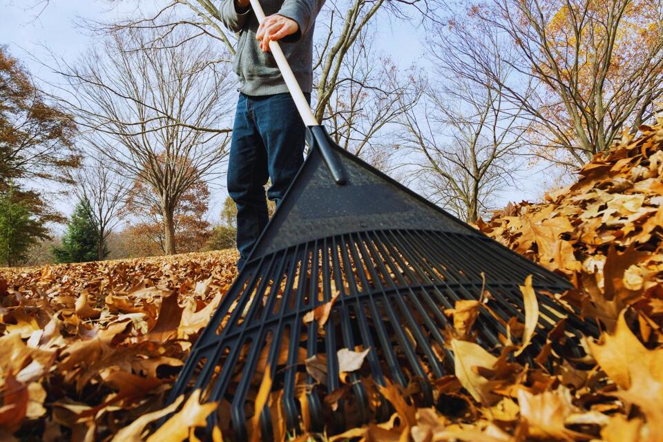 Do You Really Have to Rake Leaves in Illinois? - NewsBreak