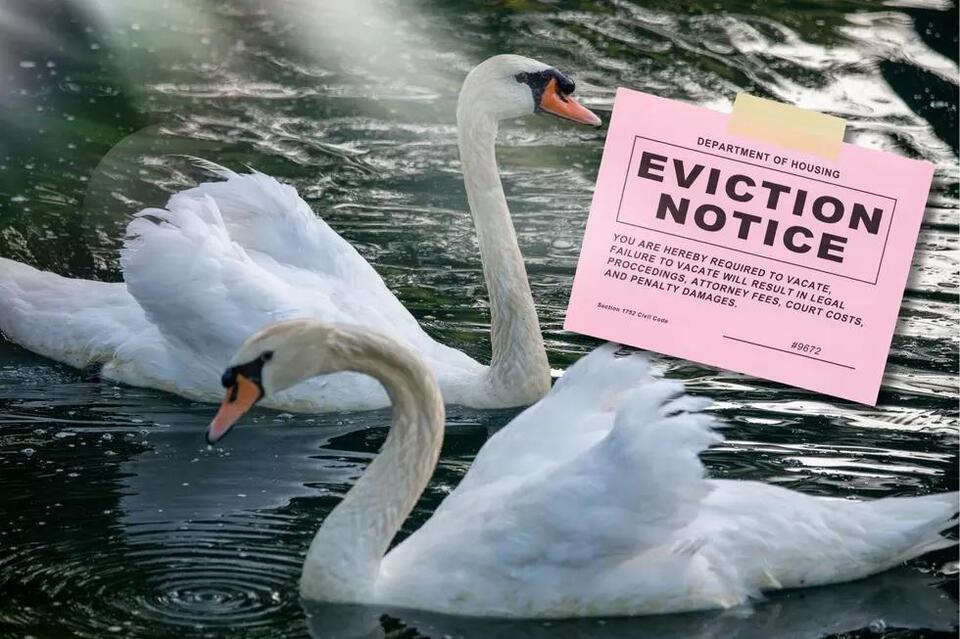 Beloved New York Swans Allowed Through 2025, Breeding Prohibited ...