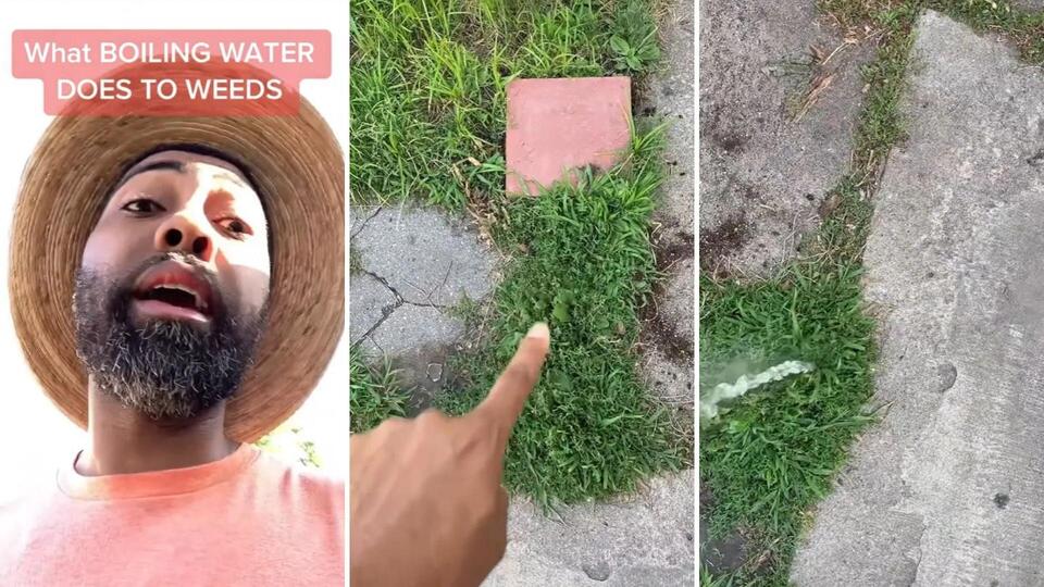 Farmer shares simple hack for getting rid of weeds within 24 hours ...