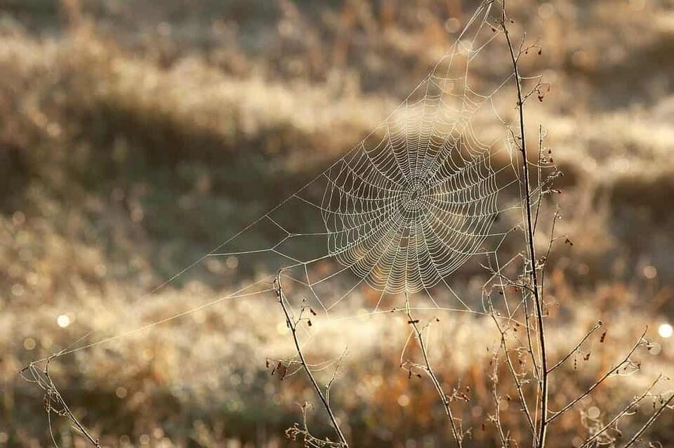 The 7 Types of Spider Webs and the Incredible Spiders That Make Them ...