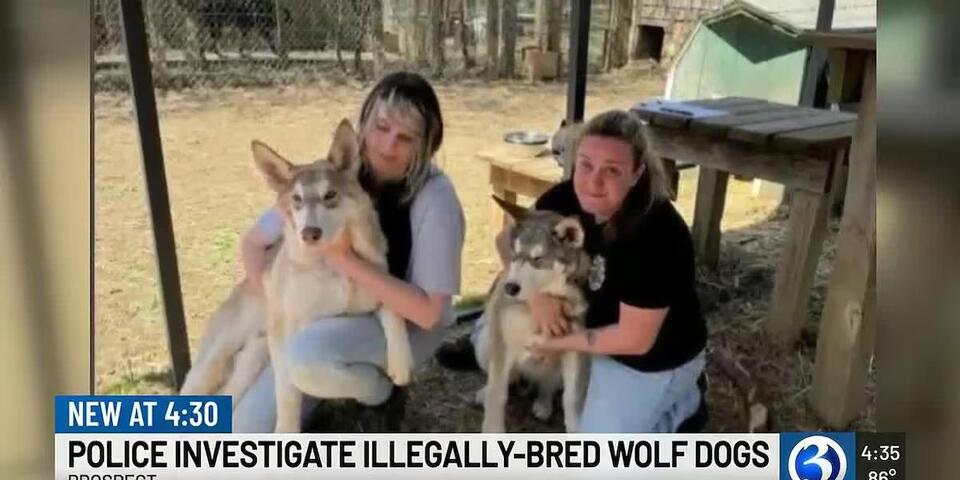Wolf dog puppies found dumped in Prospect are illegal to own in ...