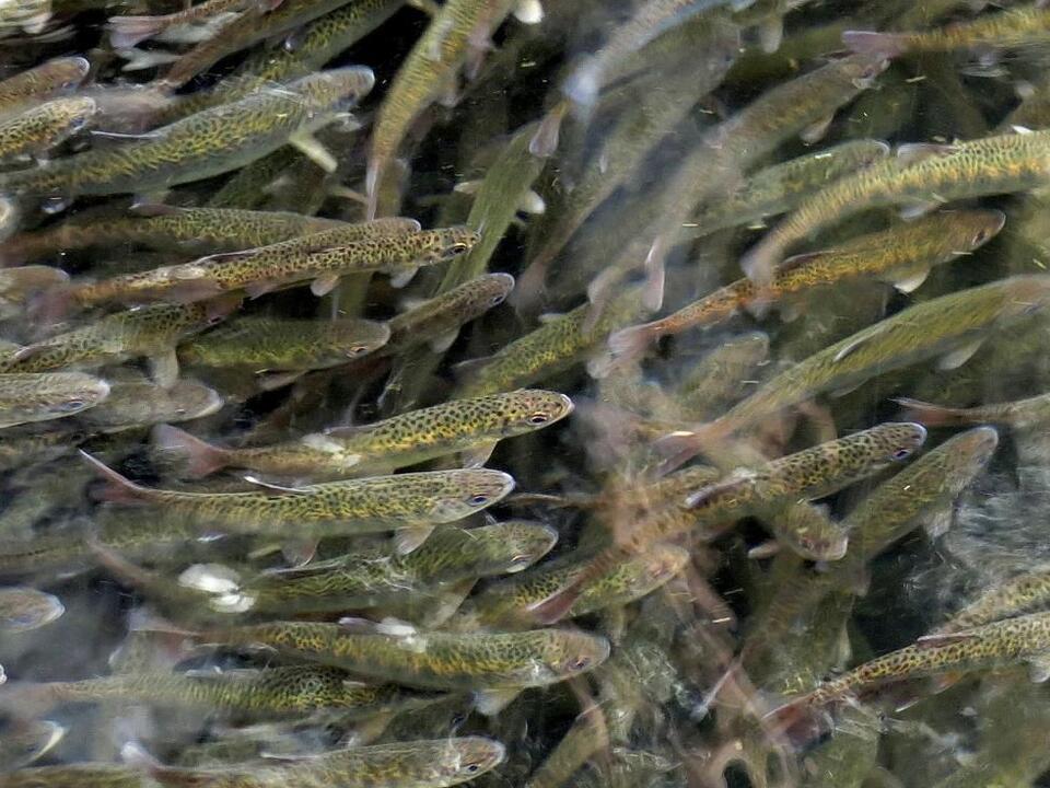 US promises $240 million to improve fish hatcheries, protect tribal ...