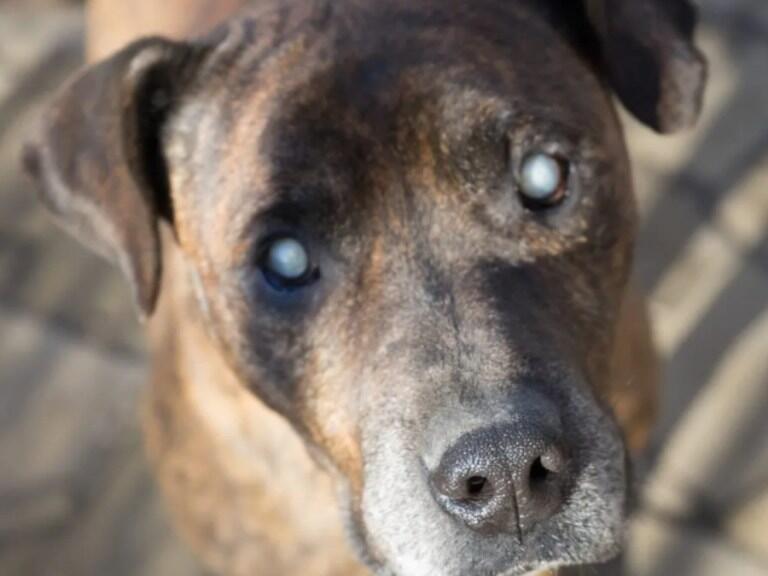 Chicago Rescue Seeking Forever Home for Blind Pit Bull Dog