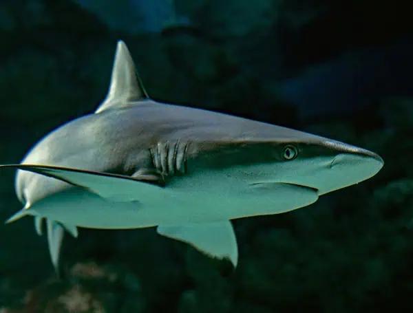 Despite Top Spot In Florida Shark Data, Volusia County Reports A Drop ...