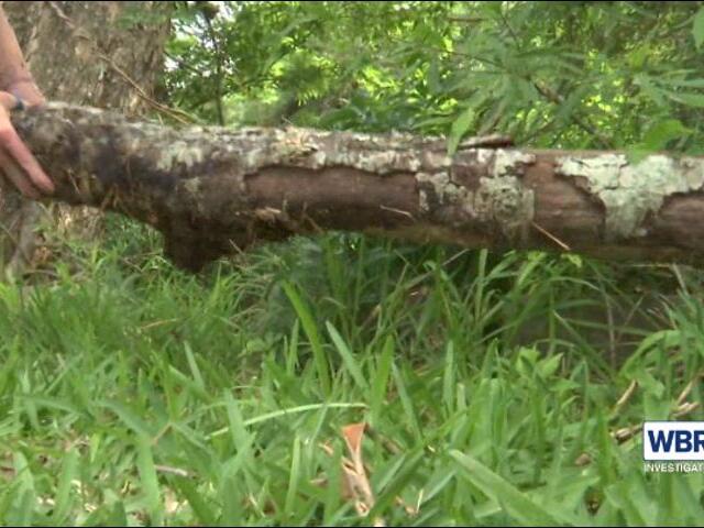Dead tree dropping limbs, city waiting to learn if it's theirs or ...