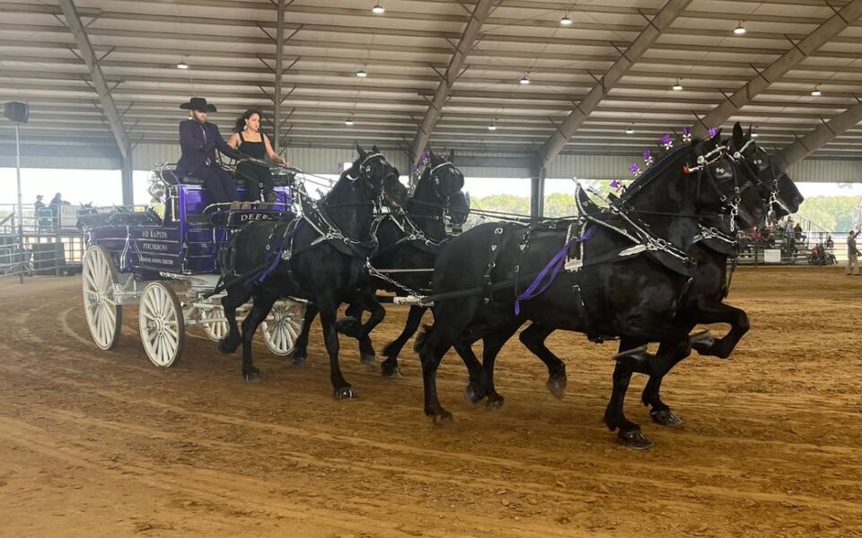 Majestic draft horses compete at Grandview Invitational in Florida ...