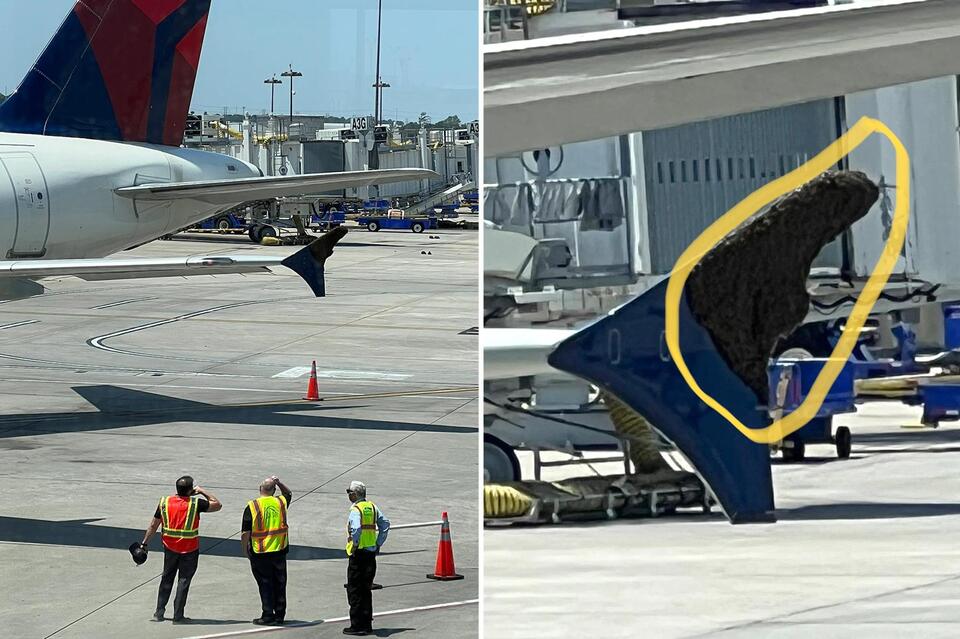 Swarm of bees on Delta plane wing delays flight for several hours ...