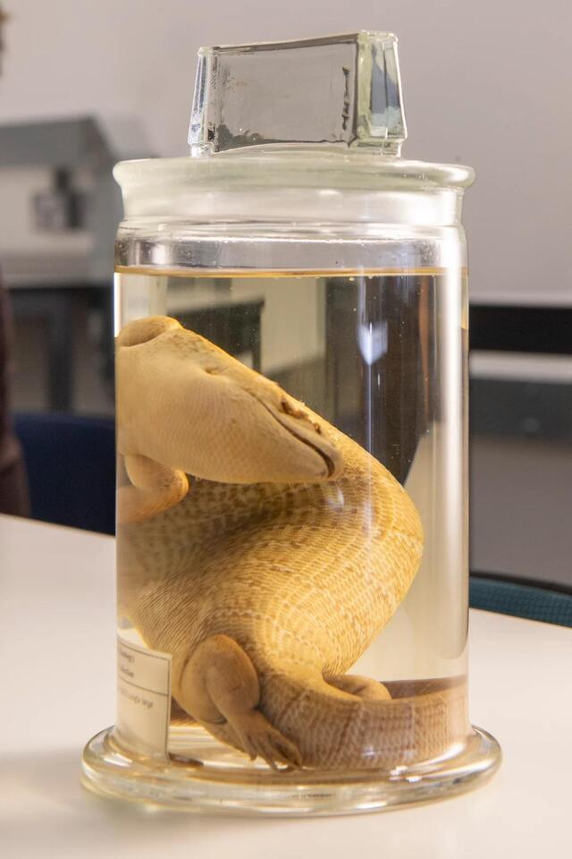 Comment | Return of extinct reptile shows power of reclaiming identity ...