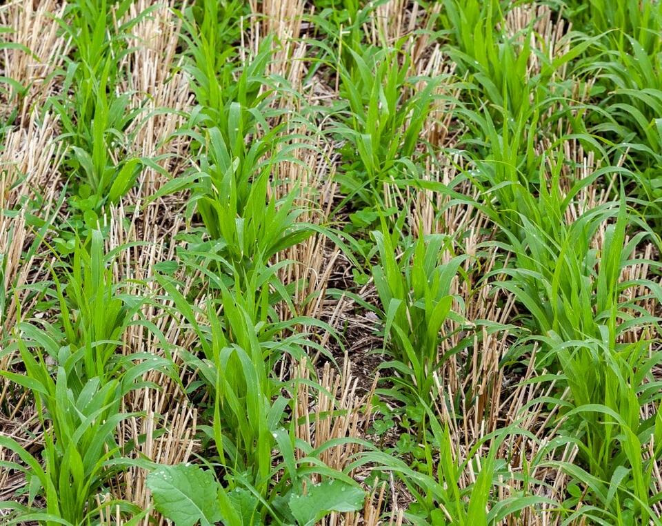 MSU Extension’s Golden Triangle Cropping Seminar Scheduled for Early ...