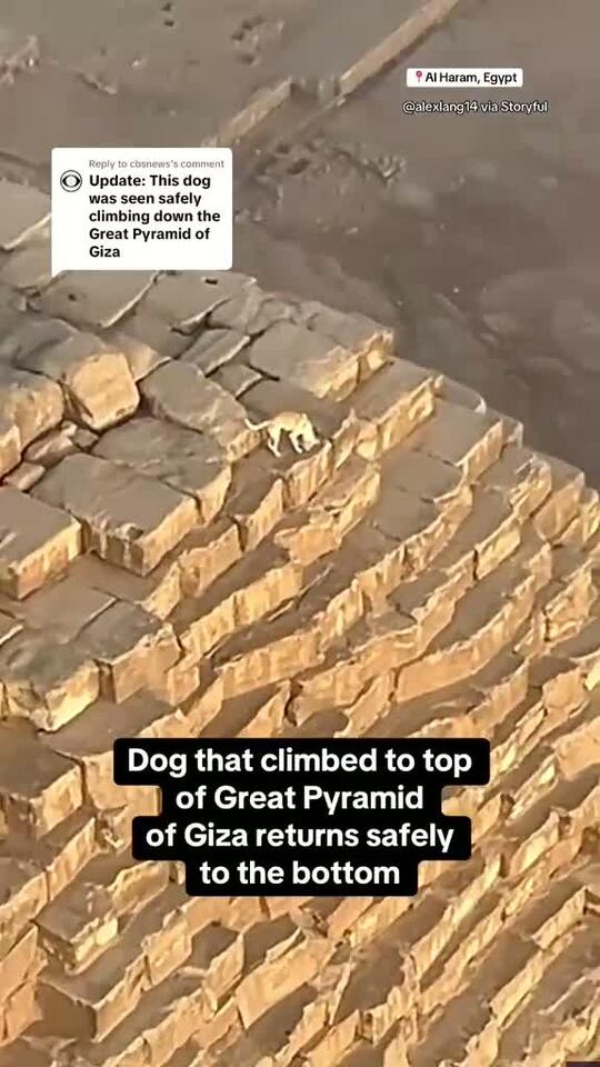 Replying_to__cbsnews_A_dog_that_climbed_to_the_top_of_the_Great_Pyramid ...