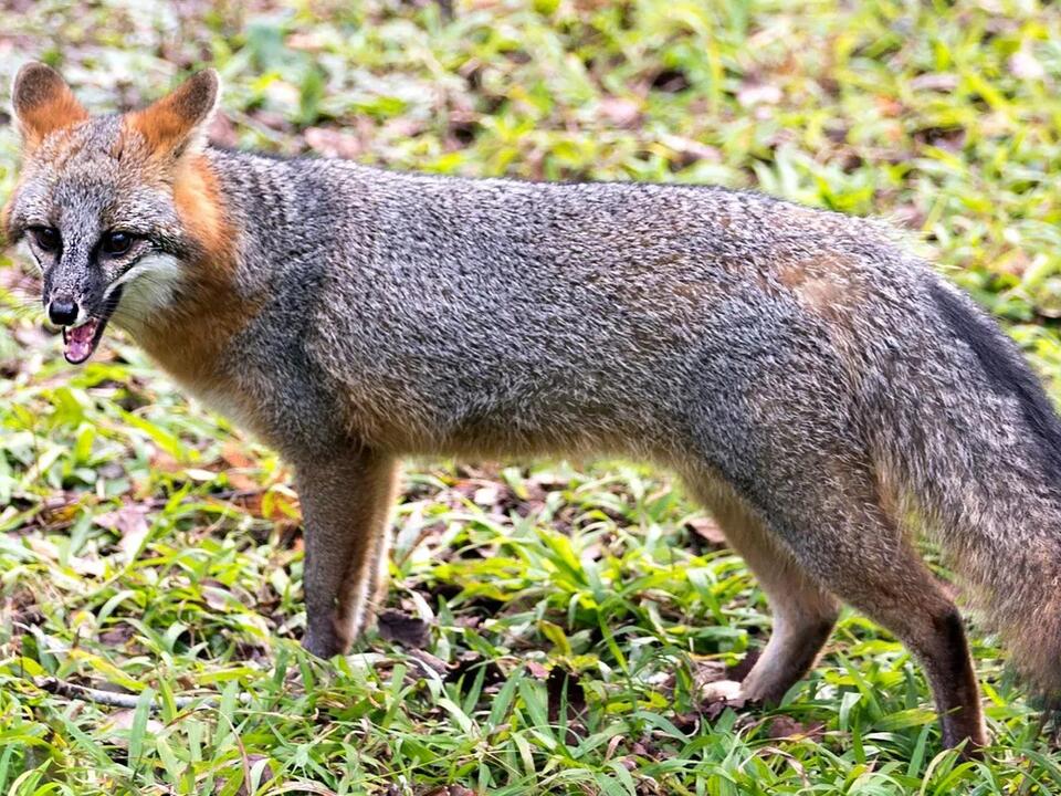 Rabid fox attacks man in Bath