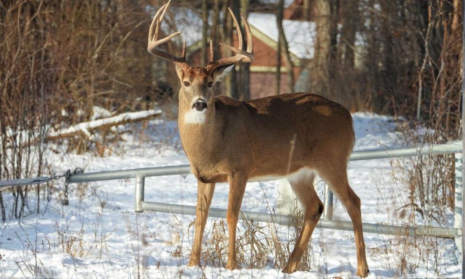 Hunters share their top 10 tips for a better December deer season ...