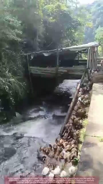 Balancing Duck Farming & River Health - NewsBreak