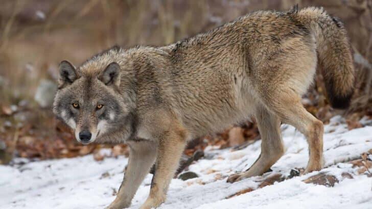 The 12 Most Powerful Spirit Animals and Their Meanings - NewsBreak