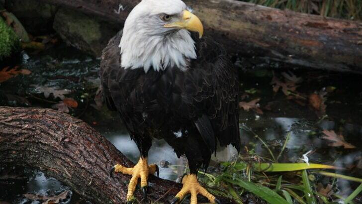10 Most Iconic American Animals and Where to See Them - NewsBreak