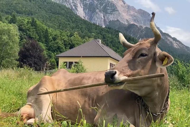 A Cow with a Tool: What Veronika Reveals about Cattle Cognition - NewsBreak